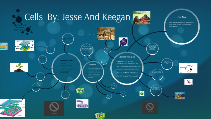 Plant Cells by Keegan Marx on Prezi