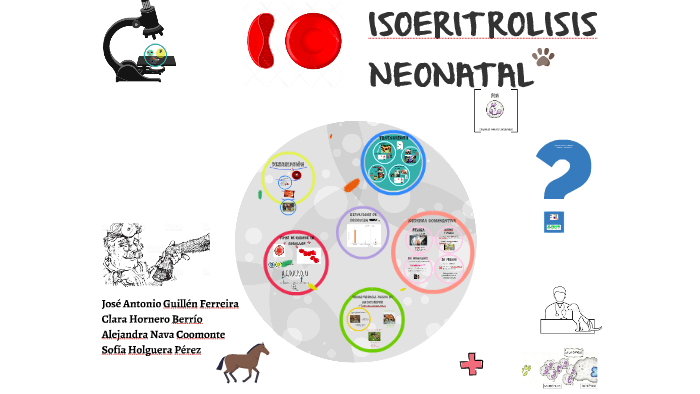 Isoeritrolisis Neonatal By Sofía Holguera Pérez On Prezi