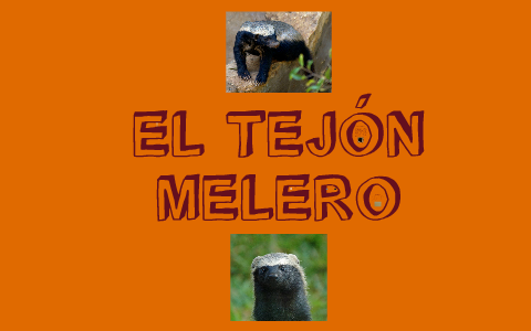 El Tejón Melero by Joaquín Acosta on Prezi