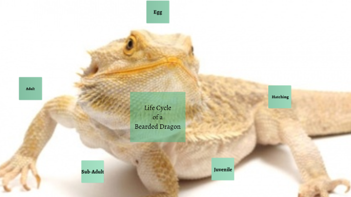Life Cycle of a Bearded Dragon by Jazlyn Diamond on Prezi