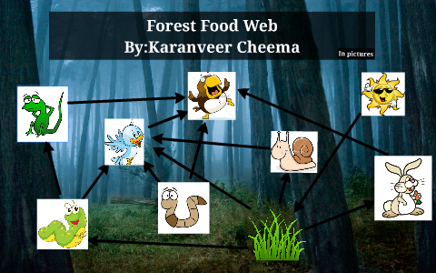 Forest Food Web by Karanveer Cheema on Prezi