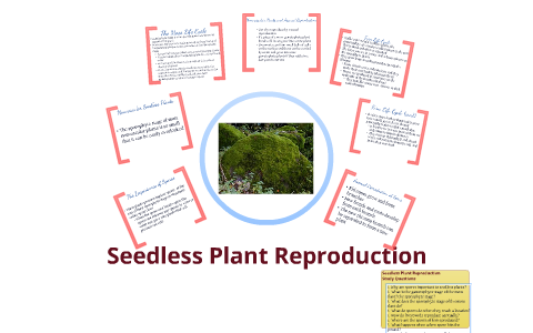 Seedless Plant Reproduction by Alexis Guillory