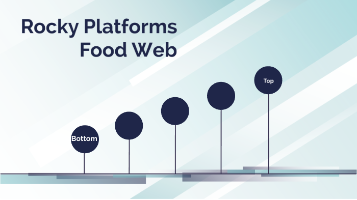 Rocky Platforms Food Web by Isabella Riedel on Prezi