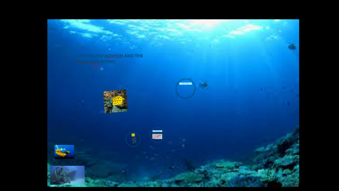 THE BOXFISH AND THE MERCEDES BIONIC by REDTMR 1 on Prezi