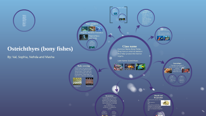 Osteichthyes (bony fishes) by Maria Yakhkind on Prezi