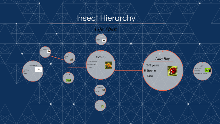 Insect Hierarchy by Makenzie Pittman on Prezi