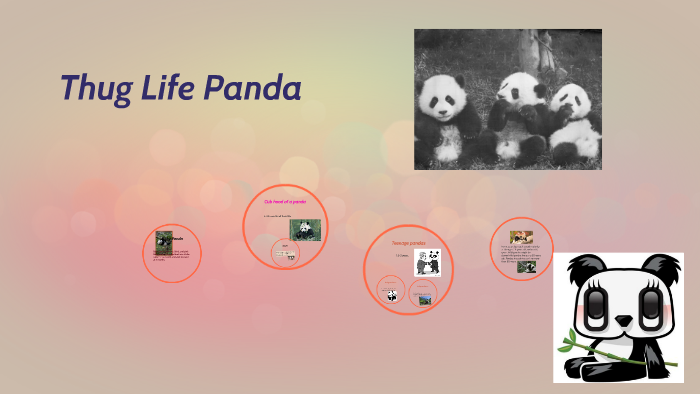 Thug Life Panda by amorie souder on Prezi