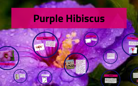 Purple Hibiscus by on Prezi