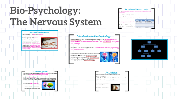 Bio-Psychology: The Nervous System by Lucy Tickle on Prezi