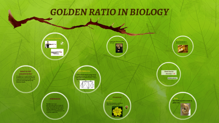 GOLDEN RATIO IN BIOLOGY by Kubra Ars on Prezi