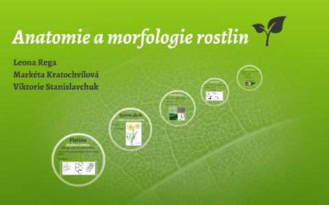 Anatomie a morfologie rostlin by Leona Rega on Prezi