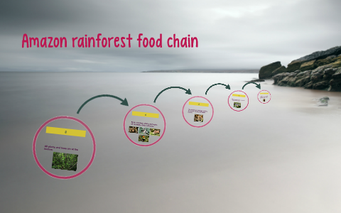 Amazon rainforest food chain by ron Henn on Prezi