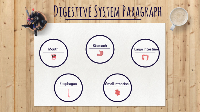 Digestive System Paragraph by Raeann Donnenwirth on Prezi