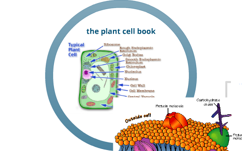 the plant cell book by fabeian fletcher on Prezi