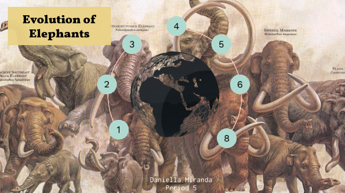 Evolution of Elephants by Daniella Miranda on Prezi
