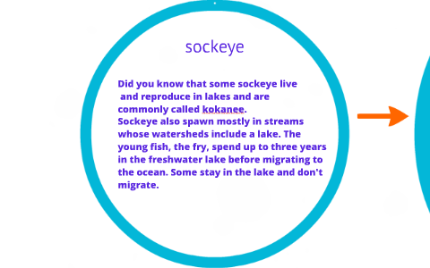 The salmon story by stephanie cornish on Prezi