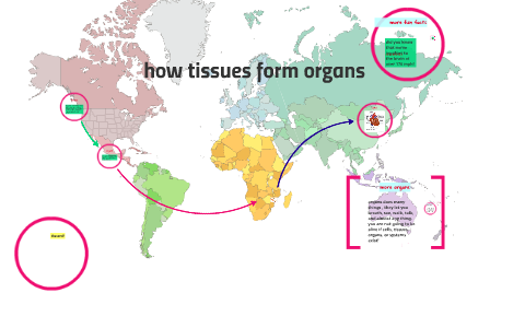 how tissues form organs by S Tseng on Prezi