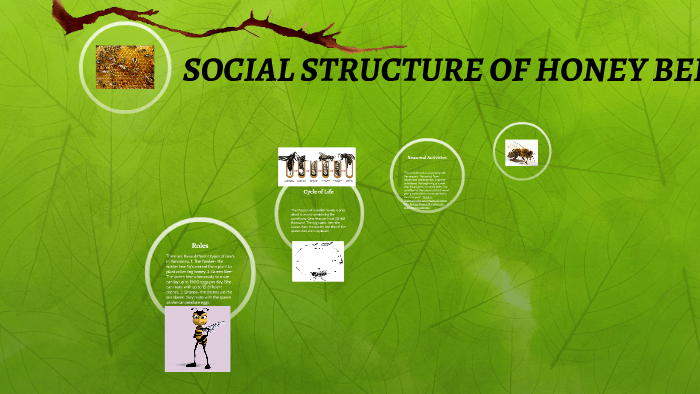 SOCIAL STRUCTURE OF HONEY BEE'S by Ross Ward