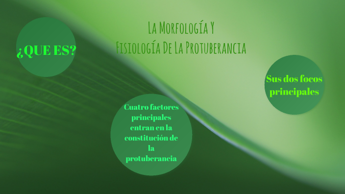 La Morfología y Fisiología de la Protuberancia by Nicol Florez on Prezi