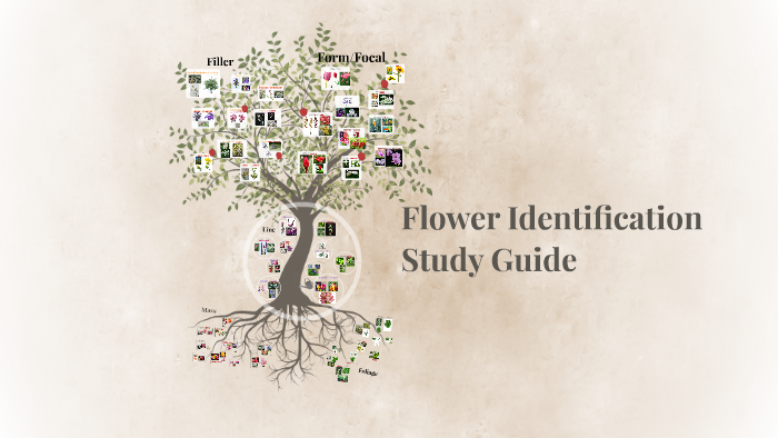 Flower Identification Study Guide by Emilee Funk on Prezi