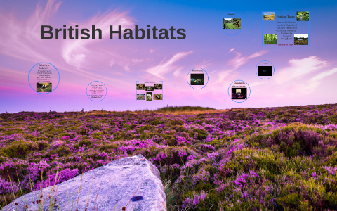 British Habitats by Laura Bamford on Prezi