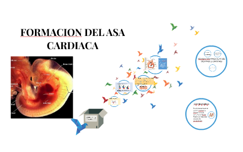 FORMACION DEL ASA CARDIACA by Aura Del Pezo on Prezi