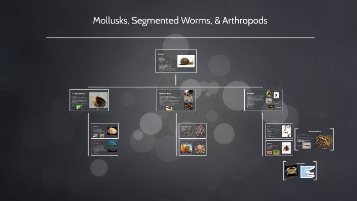 Mollusks, Segmented Worms, & Arthropods by Emily Reed on Prezi