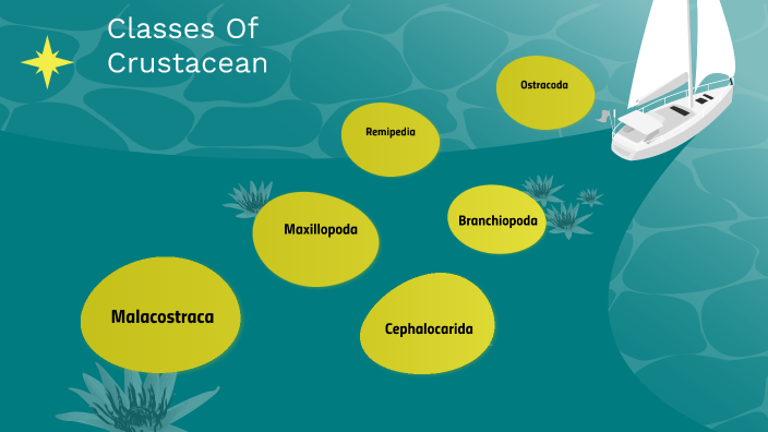 Classes Of Crustacean by Connor Budden on Prezi