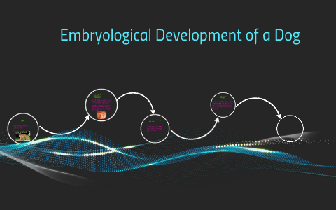 Embryological Development of a Dog by Loran Baudendistel on Prezi