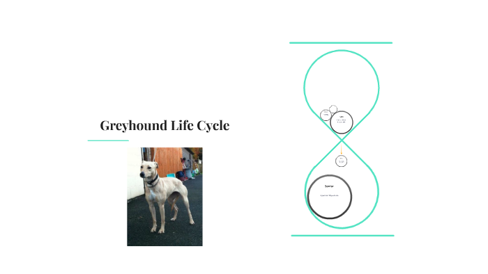 Greyhound life cycle and info by isaiah hernandez on Prezi