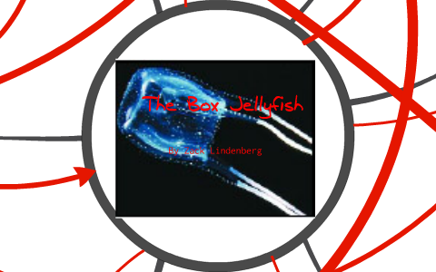 Box Jellyfish Food Chain by Footay Player on Prezi