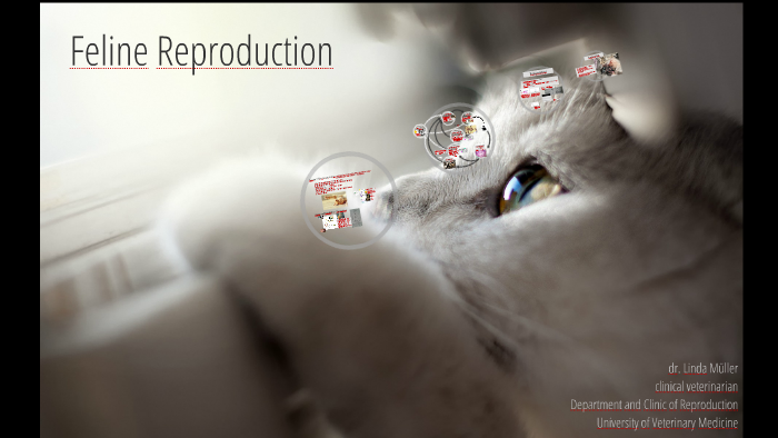 Feline reproduction by Linda Müller on Prezi