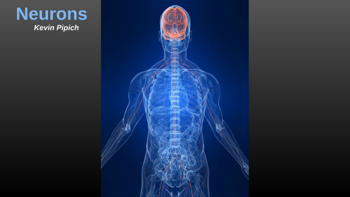 Neurons in the Human Body by Kevin 27