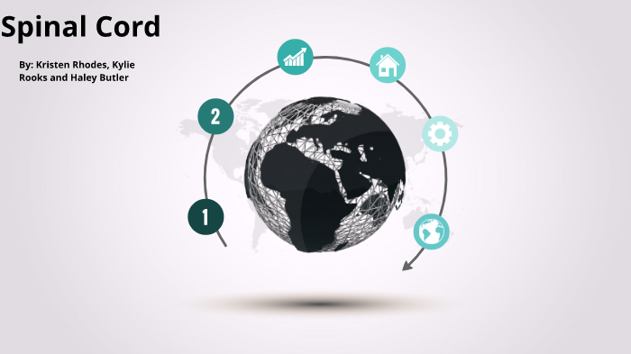 Spinal Cord by Kristen Rhodes on Prezi