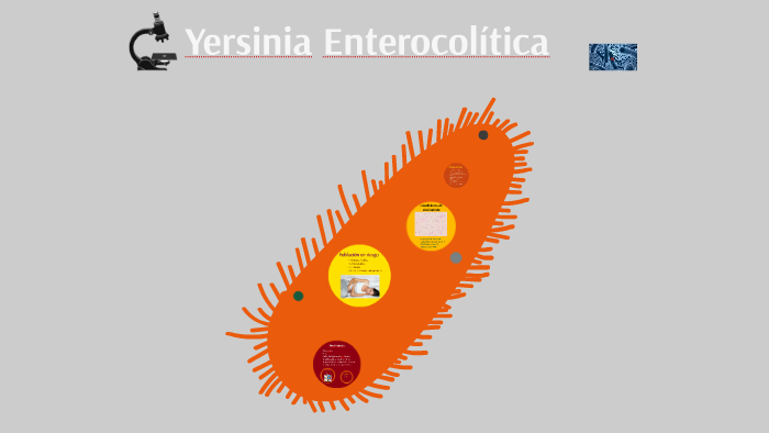 Yersinia Enterocolítica by Gabriela Llancan on Prezi