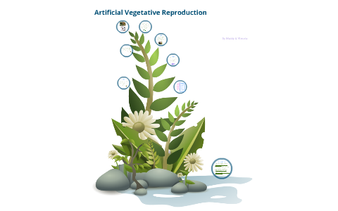 Artificial Vegetative Reproduction by Madeline Graciela on Prezi