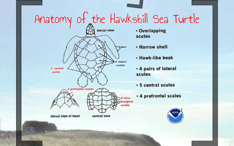 Hawksbill Sea Turtle Conservation by Dorrina Deya