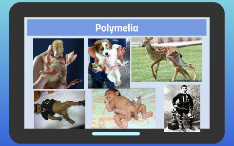 Polymelia by Aubrey Smith on Prezi