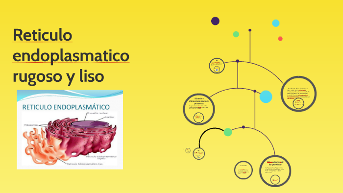 Reticulo endoplasmatico rugoso y liso by jose villegas lora on Prezi