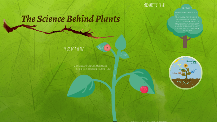 The Science Behind Plants by Chris Tims on Prezi