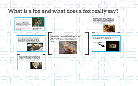 What is a fox and what does a fox really say? by Ramon Castillo on Prezi