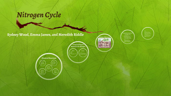 Nitrogen Cycle by Sydney Wood