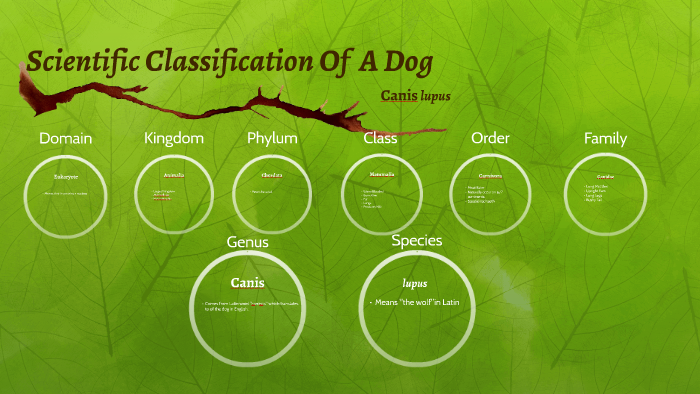 Scientific Classification Of A Dog by Regan Capers on Prezi