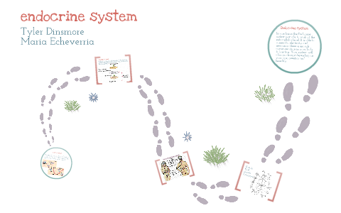Endocrine system map by Maria Echeverria on Prezi