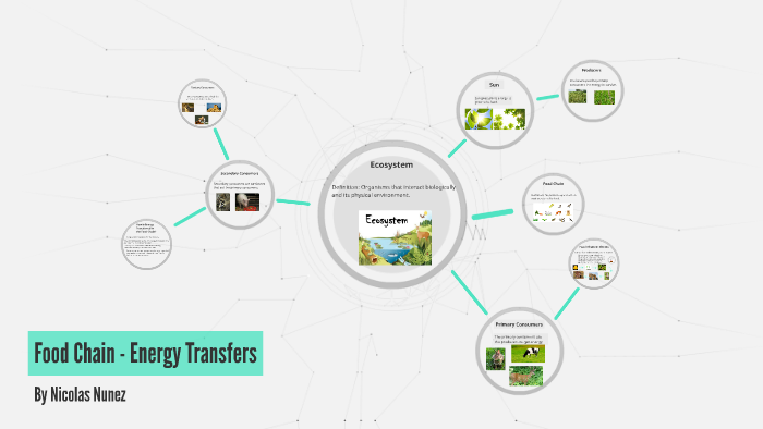 Food Chain - Energy Transfers by Nicolas Nunez on Prezi
