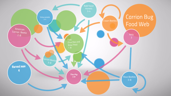 Carrion bugs by Thomas Kelly on Prezi