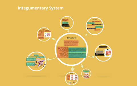 Integumentary System by Taylor Galyean on Prezi