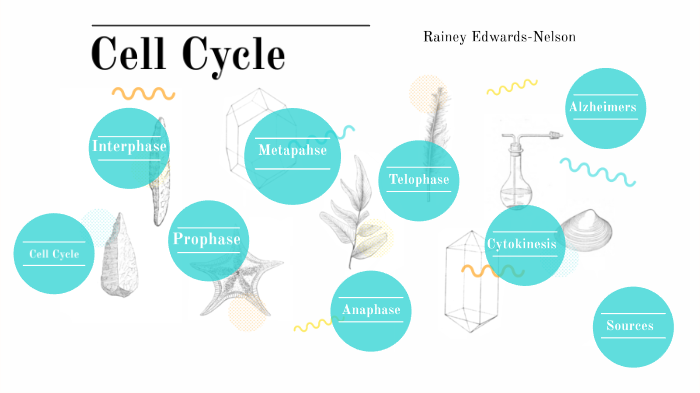 Cell Cycle Project by Rainey Edwards-Nelson on Prezi