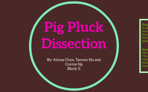 Pig Pluck Dissection by Alyssa NomnomCandyNom on Prezi