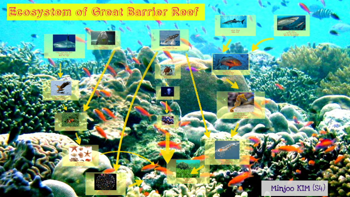 The Great Barrier Reef food web by Minjoo KIM on Prezi